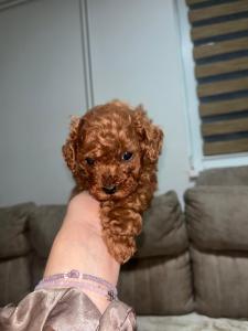 TOY PUDLICA