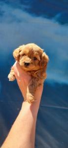 MALTIPOO STENCI