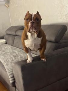 MUZJAK -AMERICAN BULLY EXOTIC MERLE