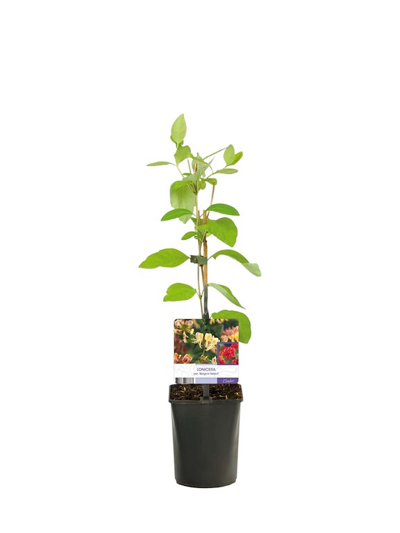 Lonicera / Orlovi nokti