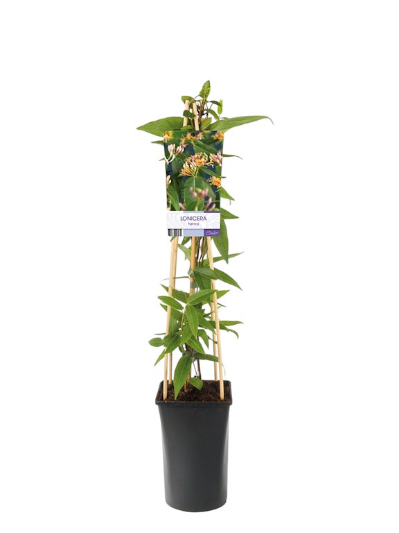 Lonicera / Orlovi nokti