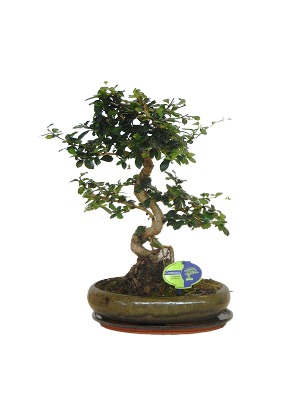 Bonsai Ficus