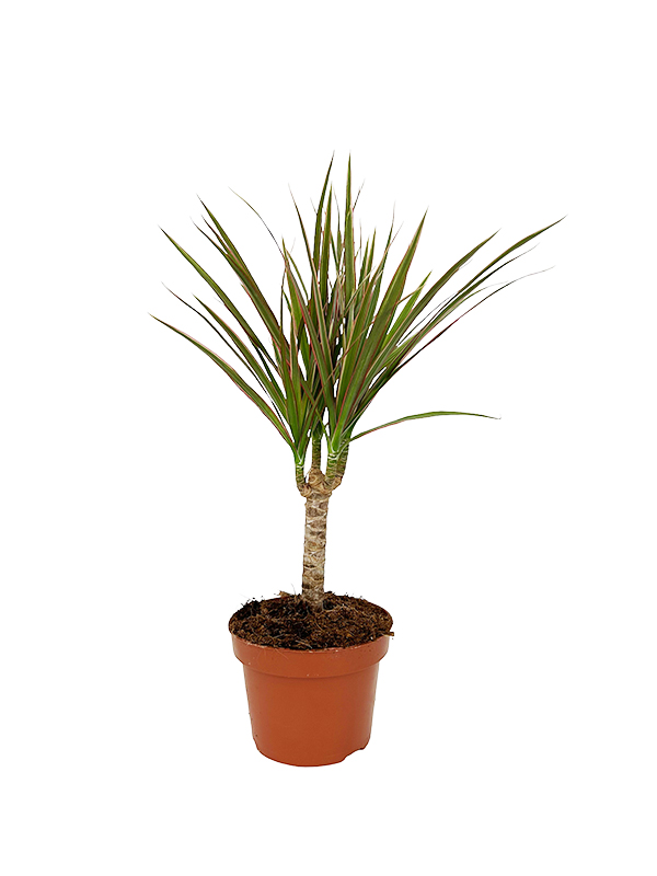 Dracena