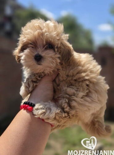 Maltipoo bebe