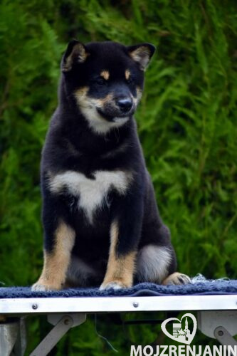 Shiba Inu / Šiba inu, štenci