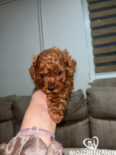 Toy pudlica