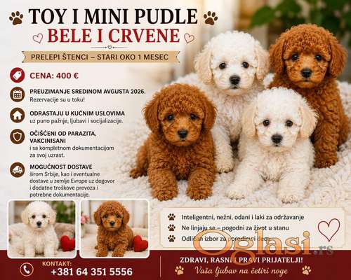 Toy i patuljaste pudle