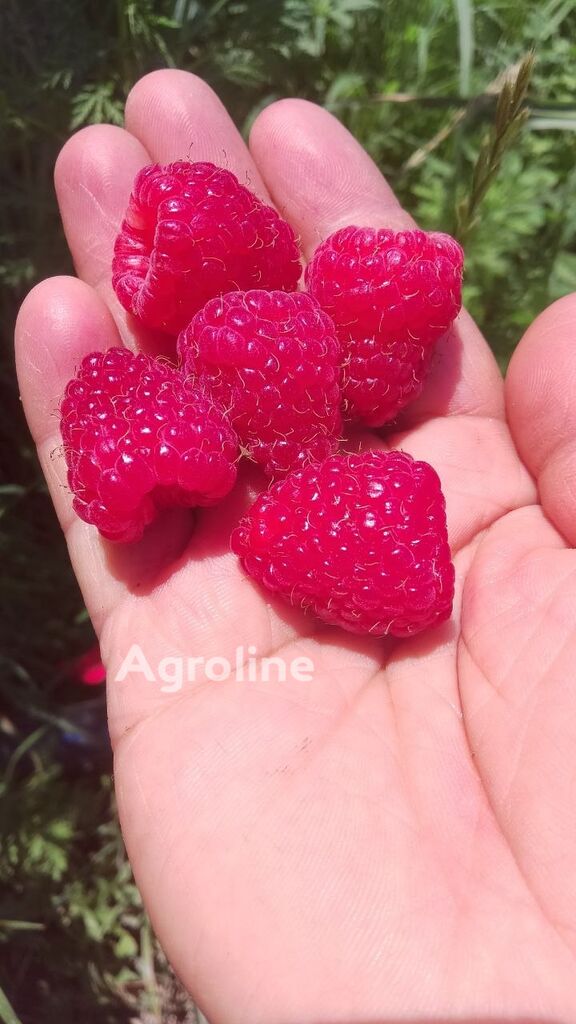 Brzo zamrzavaњe maline sa ekstra shok efektom