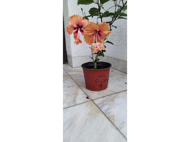 SOBNI HIBISKUS ORANŽ EL CAPRIOLO