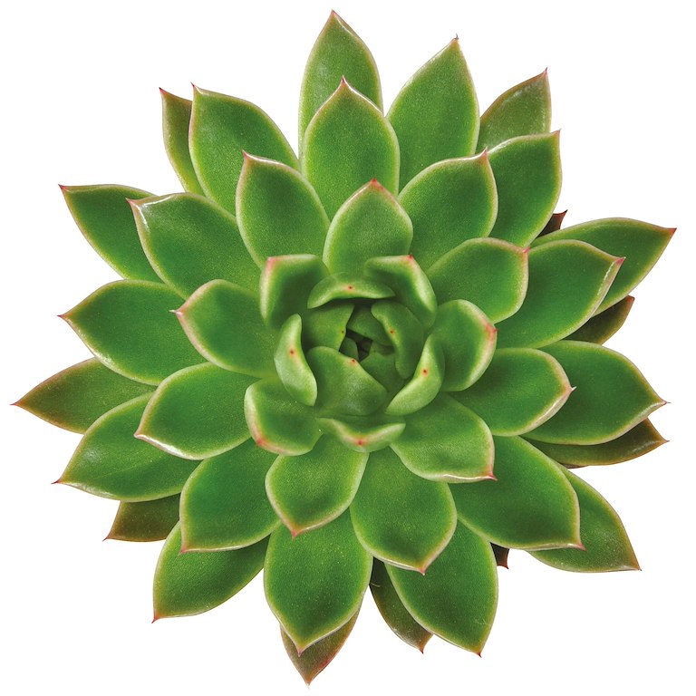 Echeveria Albali