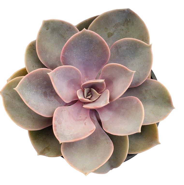Echeveria Castor