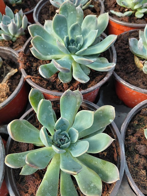 Echeveria Zibali
