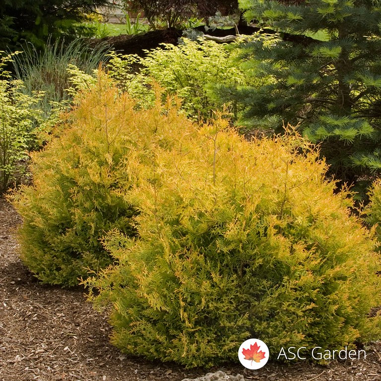 Patuljasta zlatna tuja Thuja Rheingold 20 cm