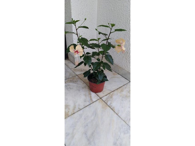 SOBNI HIBISKUS SVELOŽUTI