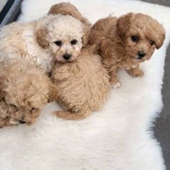 Maltipoo- bipoo ❲ 300 eur ❳