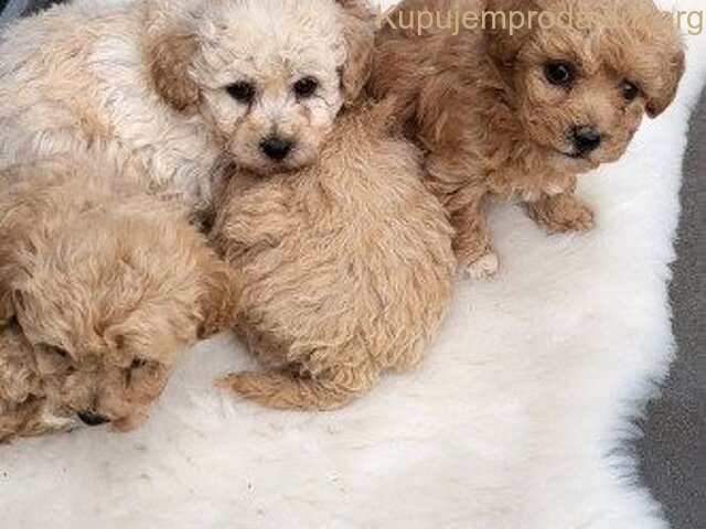 Maltipoo- bipoo