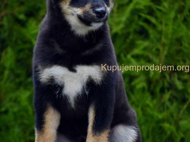 Shiba Inu / Šiba inu, štenci