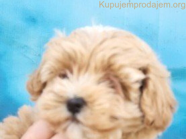 Maltipoo stenci