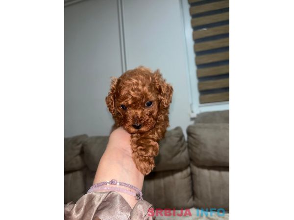 Toy pudlica