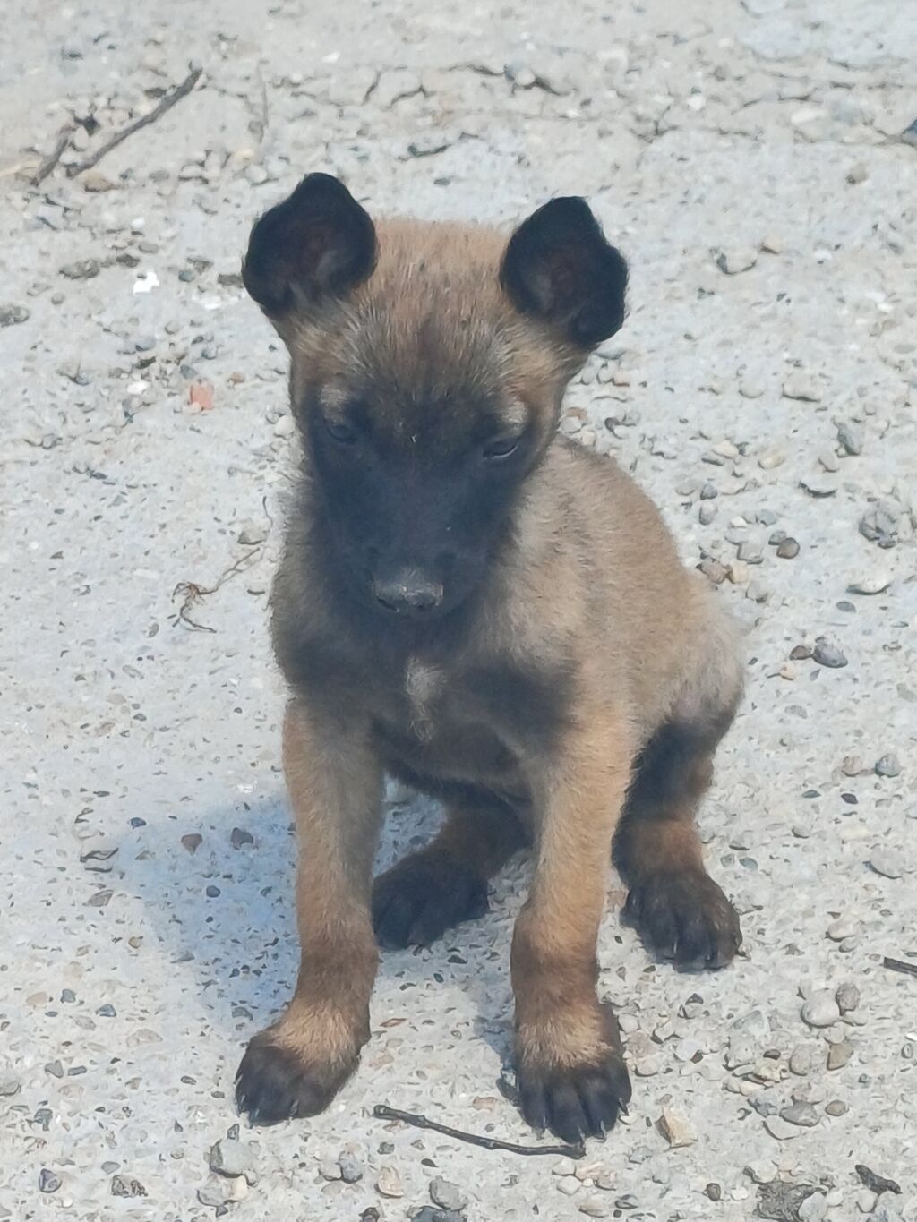 Belgijski ovčar Malinoa – štenci - Štenci sa fotografija potiču od