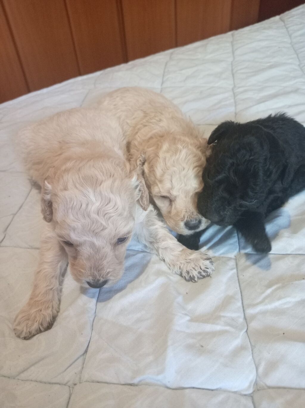 Štenci pudle – leglo od 4 šteneta - Rasa: pudla (poodle), kovrdžava