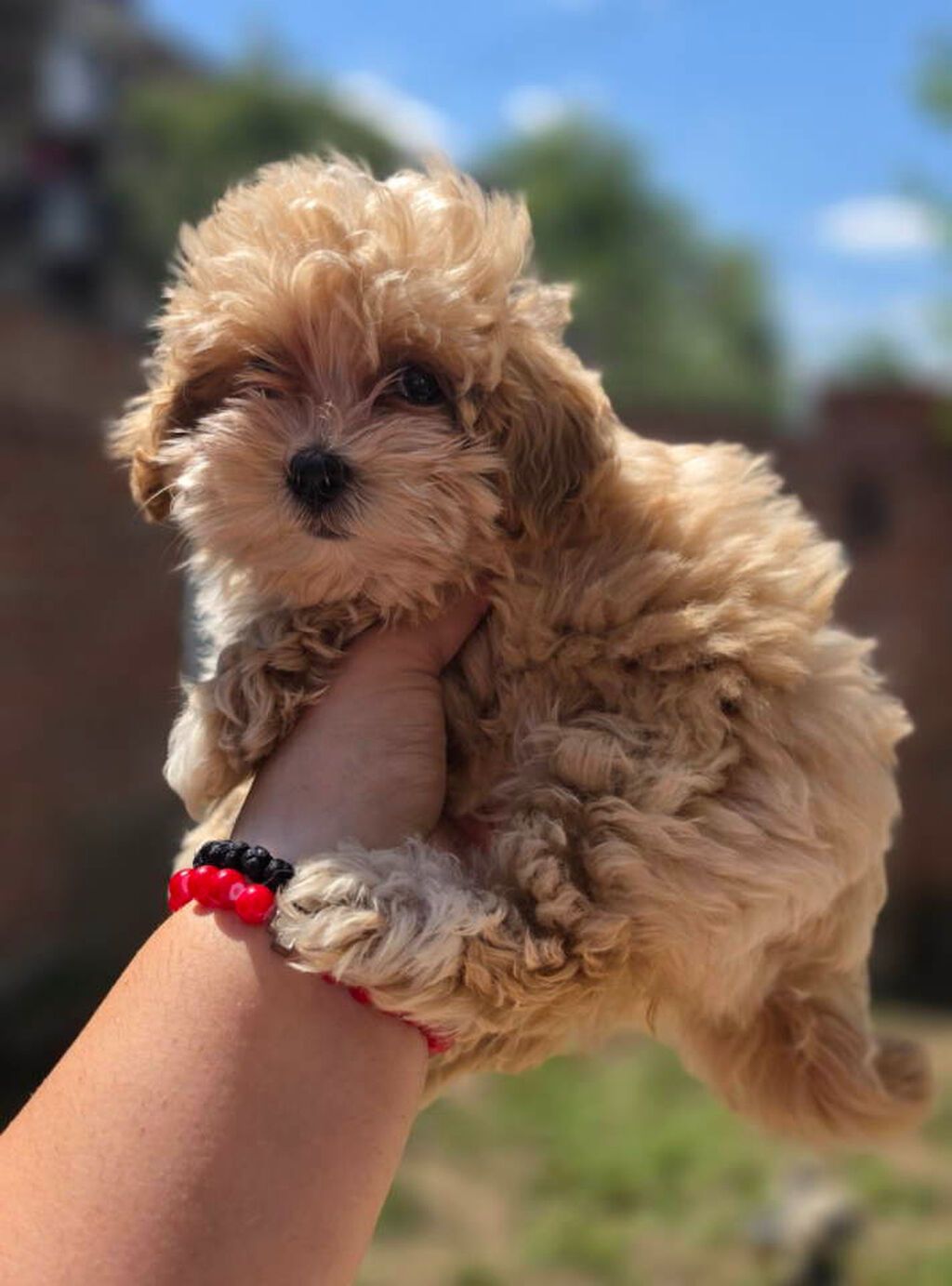 Maltipoo bebe Registrovana odgajivacnica Hopy queen pudle predstavlja