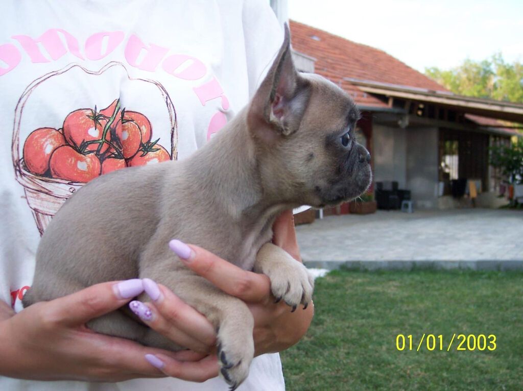 Francuski buldog štenci egzoticnih boja veseli umiljati strucno