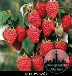 hitno radnici za berbu maline