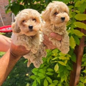 Maltipoo stenci spremni su za preuzimanje ❲ 250 eur ❳