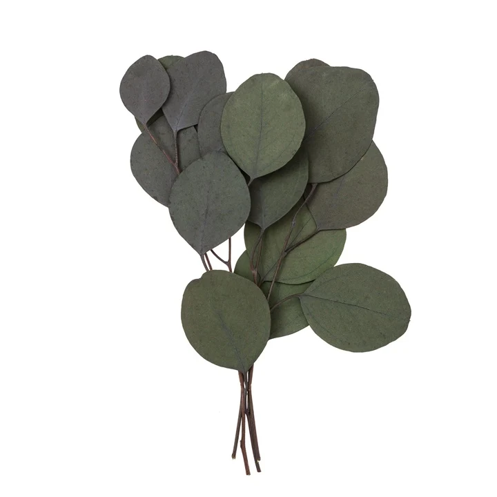 Stabilizovani eukaliptus populus - zeleni / 4 stabljike, 20 cm