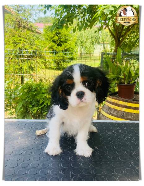 Ženkica Cavalier King Charles Spaniel