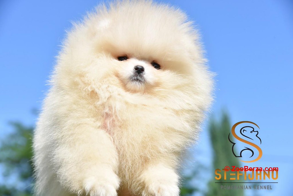 Pomeranac BOO medvedići, Pomeranski Špic štenci
