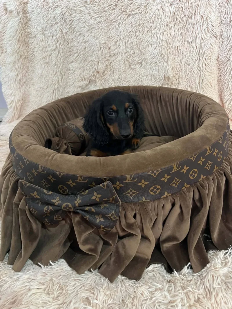 Dugodlaki patuljasti jazavičari, vrhunski štenci