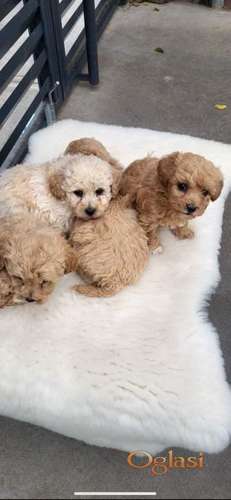Maltipoo- bipoo
