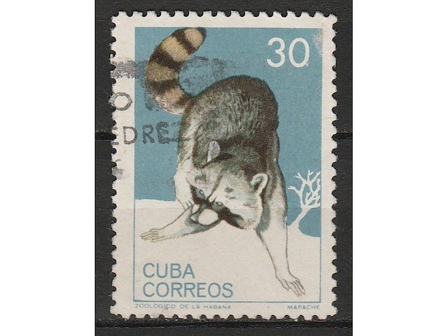 Cuba, Kuba - 1964 - Rakun