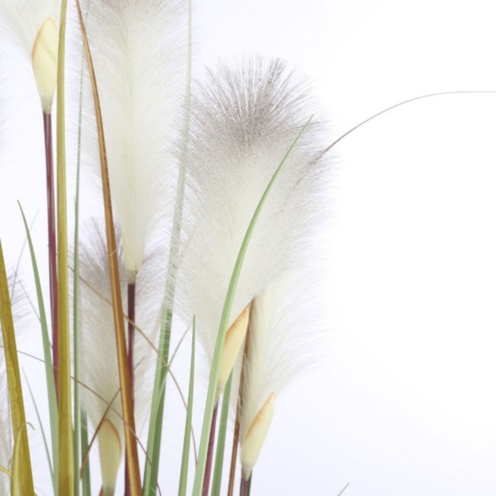 Trava plume foxtail belo u plastičnoj saksiji - h150xd70cm