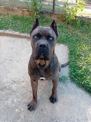 Kane korso, mužjak za parenje