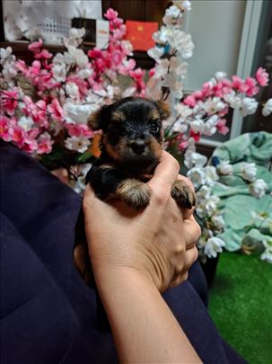 Mini Jorkširski terijer, štene
