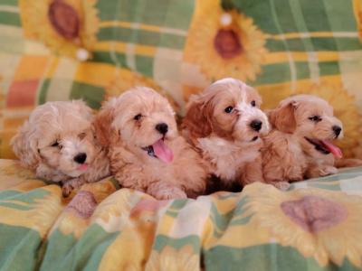 DOSTUPNI ZA PREUZIMANJE MALTIPOO PRELEPI
