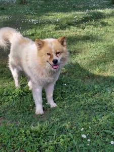 POKLON - MEŠANAC AKITA INU I SAMOJEDA, STAR 2 GODINE