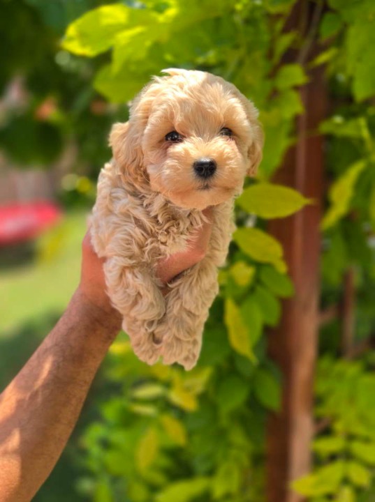 Maltipoo stenci spremni su za preuzimanje