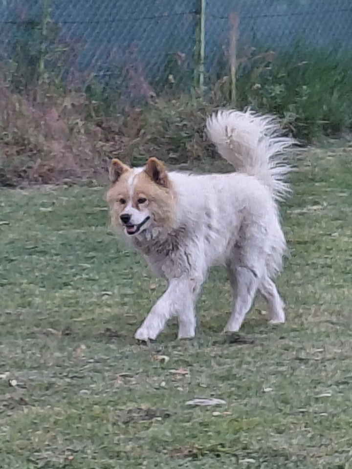 Poklon – Mešanac akita inu i samojeda, star 2 godine