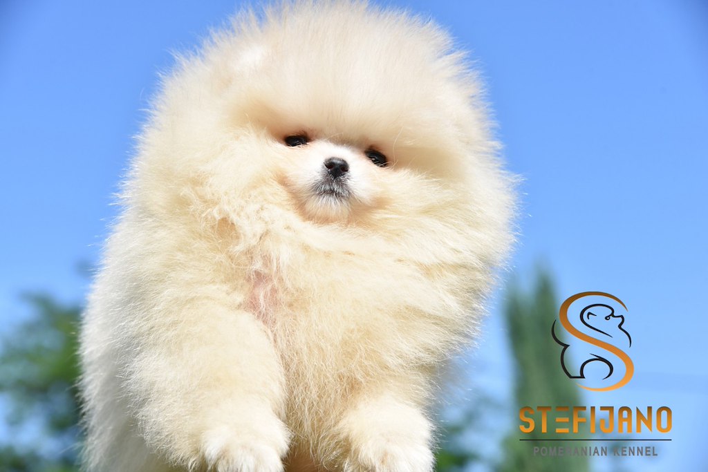 Pomeranac BOO medvedići, Pomeranski Špic štenci