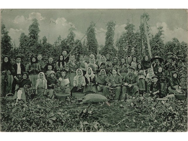 Backi Petrovac cca 1910 - Berba hmelja