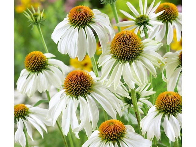 Echinacea Purpurea White Swan (25 semenki)