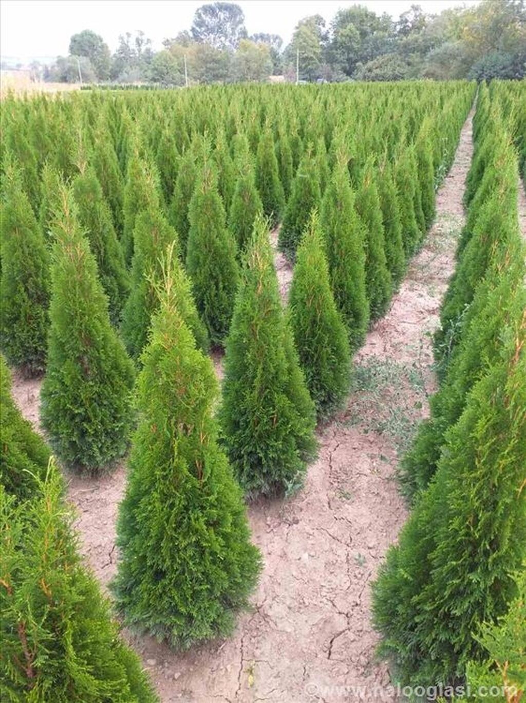 KUPUJEM Thuja occidentalis ‘Smaragd’ – živa ograda i ukrasna