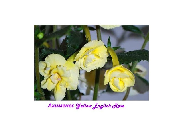 AHIMENES *YELLOW ENGLISH ROSE* - BILJKA