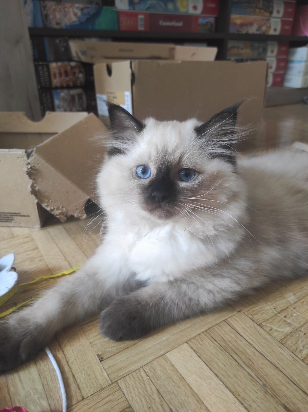 Ragdoll mačići – blue point rođeni 02.04. - Prelepi ragdoll mačići sa