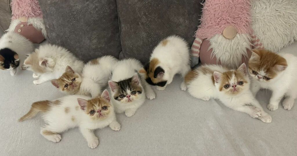 Na prodaju mačići persijske egzotične (Exotic Shorthair) rase. Vrlo