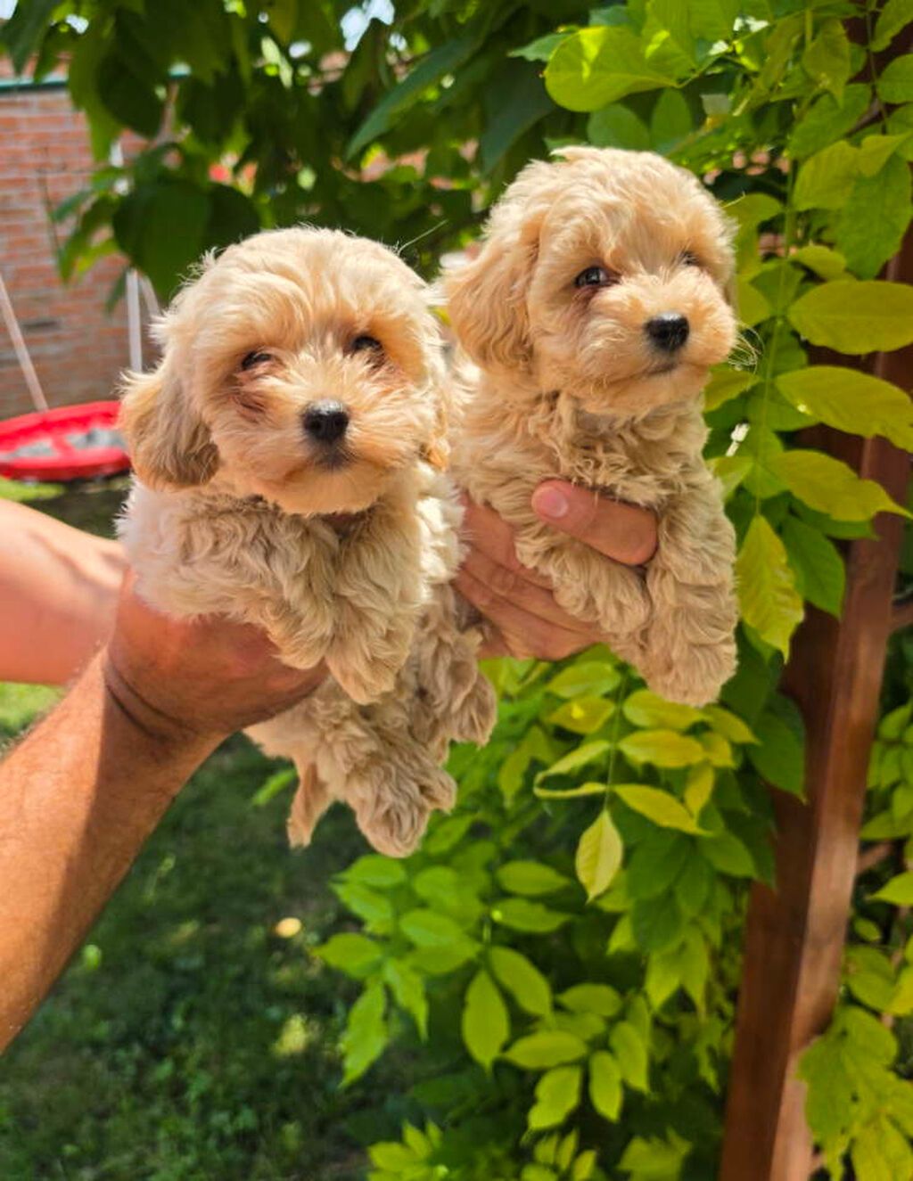 Maltipoo stenci spremni su za preuzimanje. Mama je maltezer malog